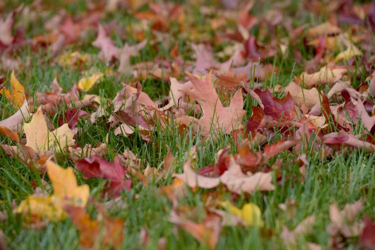 Leaf peepers can expect vivid colors this season | News | salemnews.com