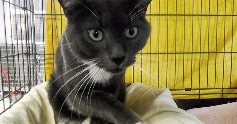 Marblehead Animal Shelter now open on limited basis | Local News ...