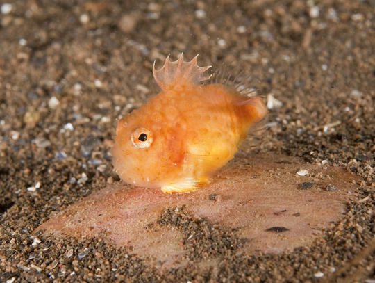 Under the sea Local diver, photographer issues 4th edition of book ...