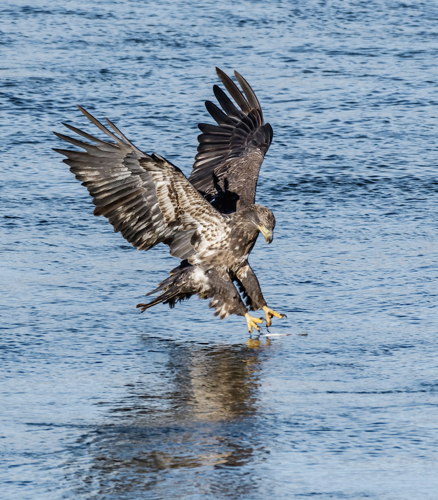 Eagle awareness provides great winter recreation opportunity ...