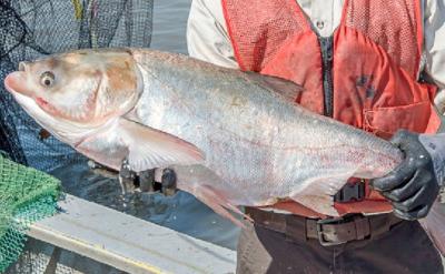 Silver carp pose threats to Alabama waterways | Outdoors ...