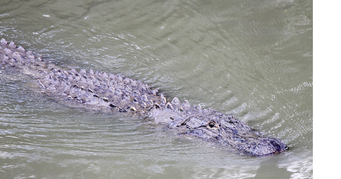 Expect to see alligators throughout Alabama | Outdoors ...