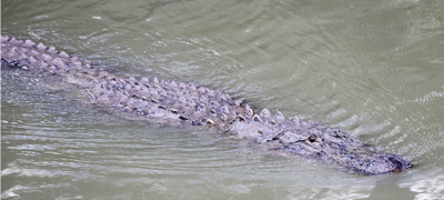 Expect to see alligators throughout Alabama | Outdoors ...