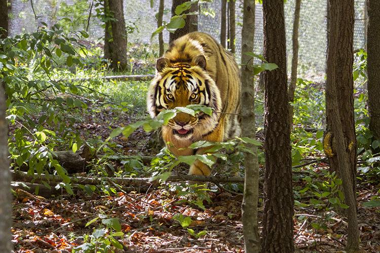 Tigers for Tomorrow a great summer destination | | sandmountainreporter.com