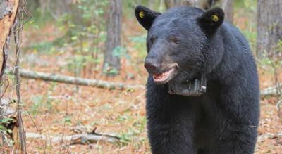 Black bear may have moved on | News | sandmountainreporter.com
