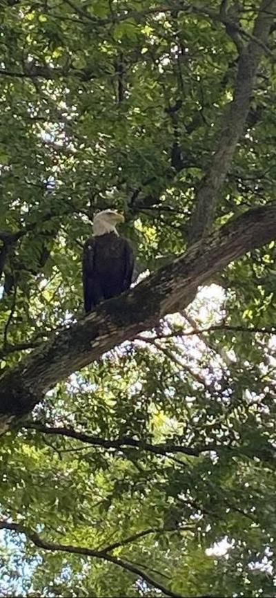 Eagles, Owls, Hawks and our Lake Guntersville State Park | Outdoors ...