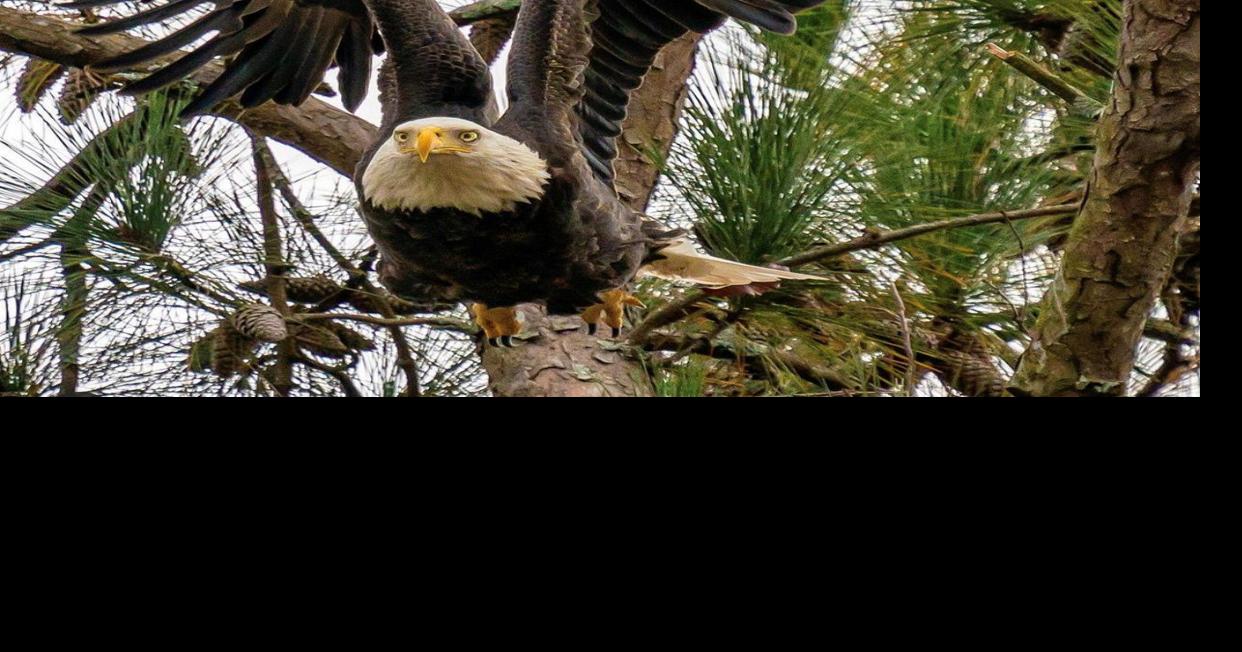 Bird watchers await baby eagle birth | Free Share ...
