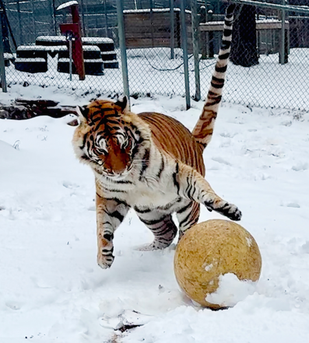 Tigers For Tomorrow featuring special promotion in January | News ...