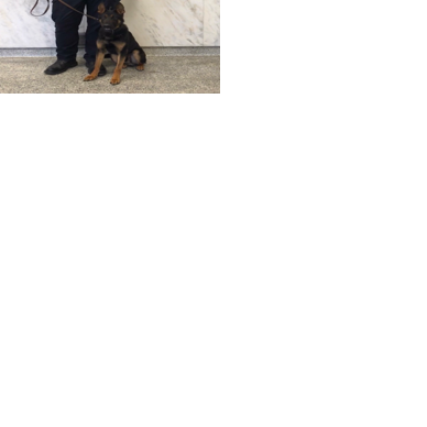 Albertville City Police adds fourth K-9 unit | News ...