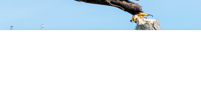 Eagle awareness provides great winter recreation opportunity ...