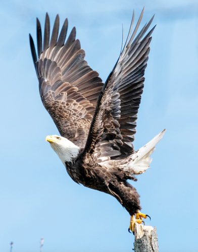 Eagle awareness provides great winter recreation opportunity ...