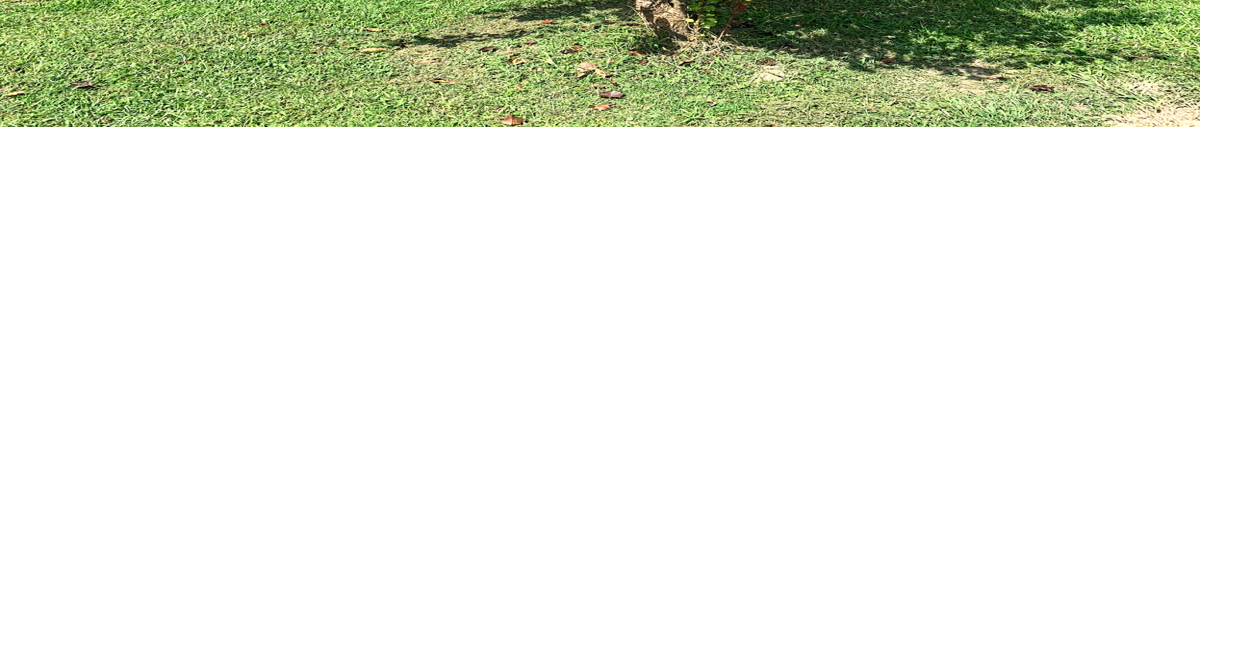 Memory lives on | Tree from ground zero planted in Albertville | Free ...