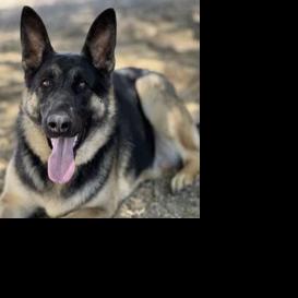 CAPA Pet of the Week: Captain Crunch | Local News | santamariatimes.com