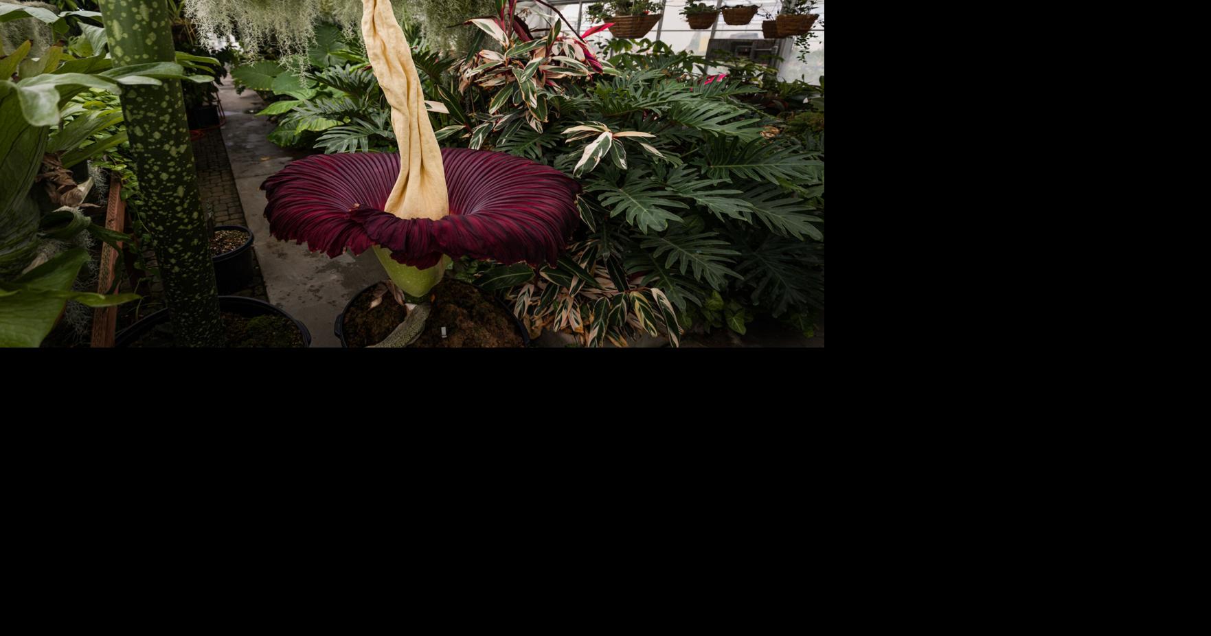 Rare blooming of a corpse flower expected at Cal Poly this week ...