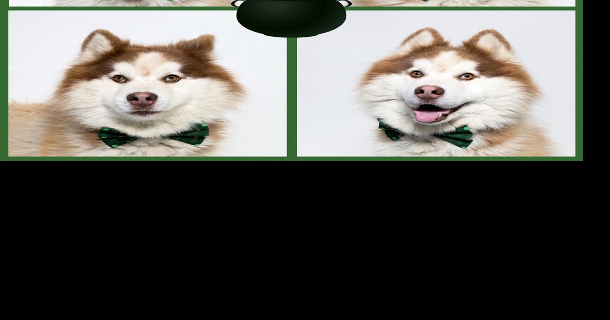 Adopt a lucky charm this weekend at three Santa Barbara County Animal ...