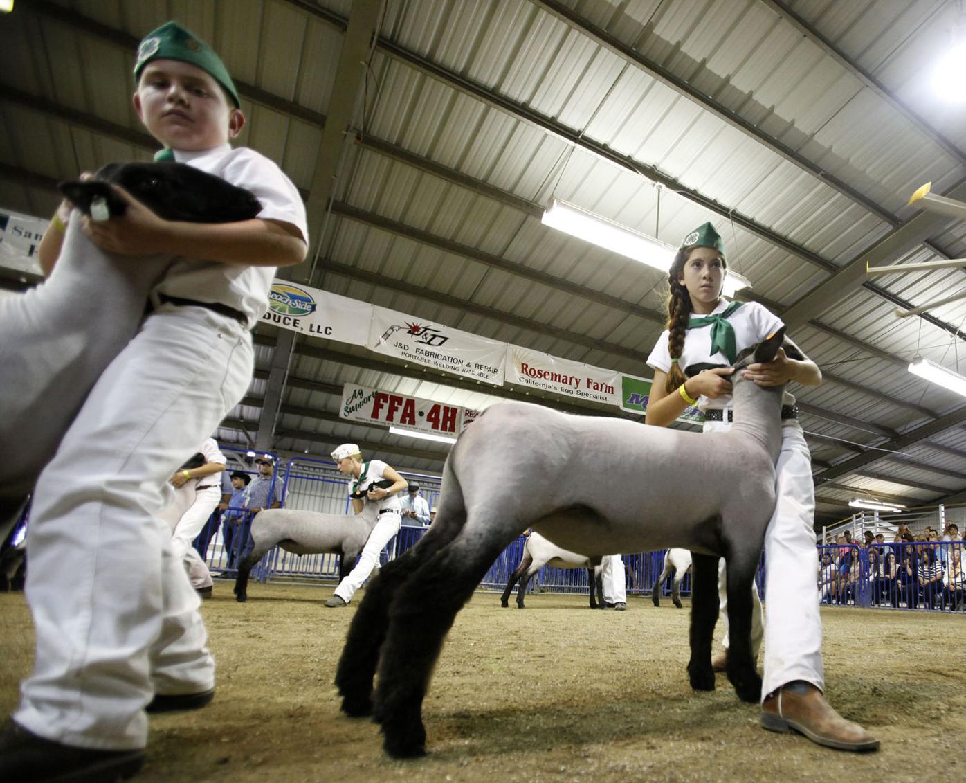 GALLERY: Santa Barbara County Fair livestock animals on show | Local ...