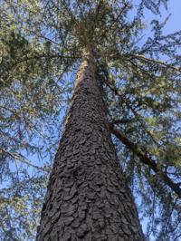 NHL Conference Glance | Agate | santamariatimes.com