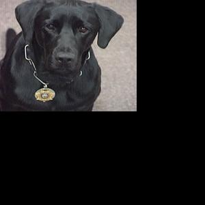 SLO sheriff’s canine ‘deputy’ dies of cancer | Local News ...