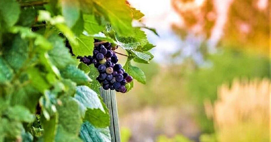 A tug-of-war over grapes, celebrating FFA, remembering a pioneer ...