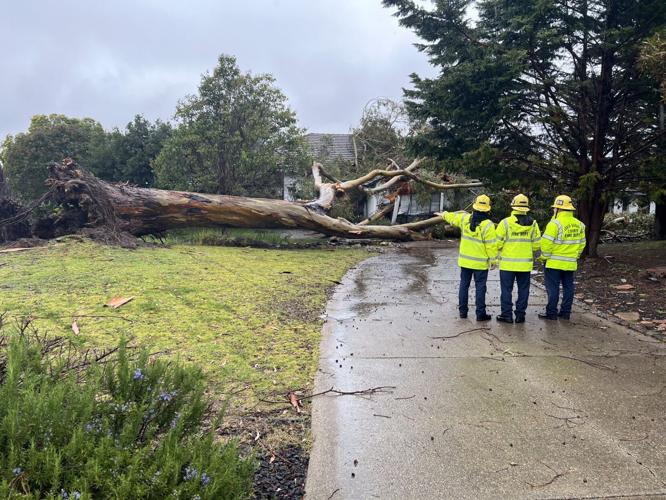 Large eucalyptus tree falls into Orcutt home | Local News ...