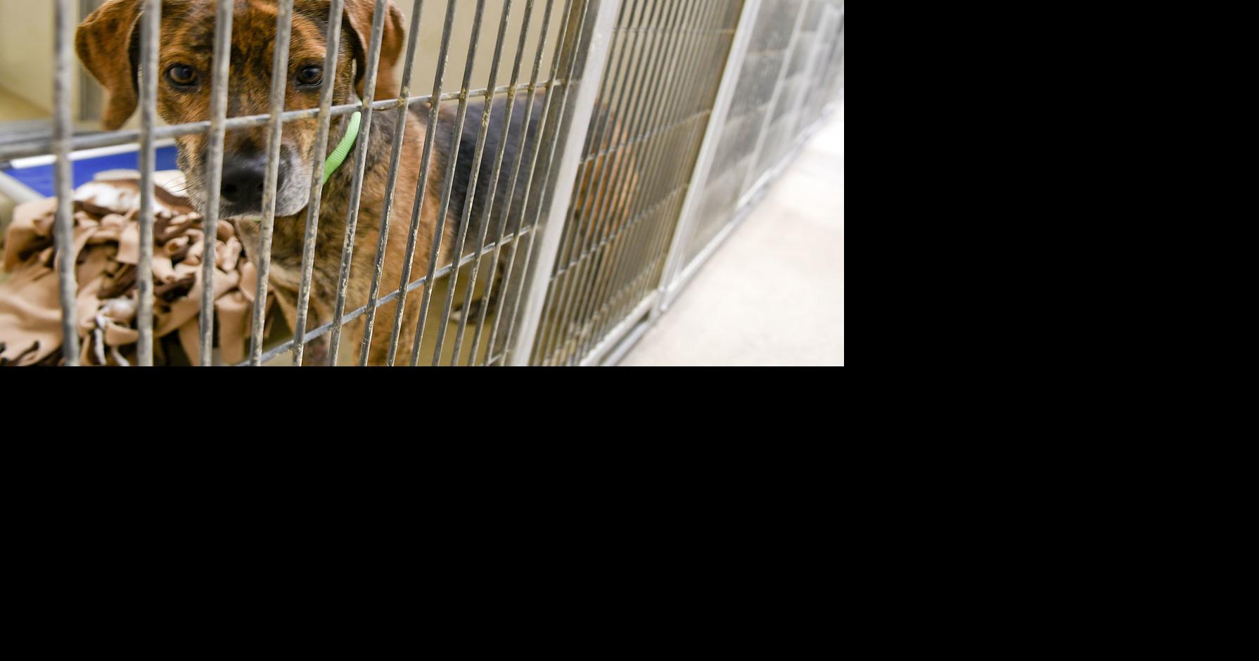 Santa Barbara County Animal Services shelters maxed out, community ...