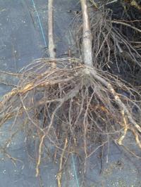 No. 4 UCLA 80, No. 17 Southern Cal 46 | Agate | santamariatimes.com