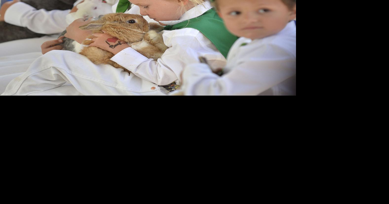 Animal showmanship competition kicks off Day 2 at County Fair ...