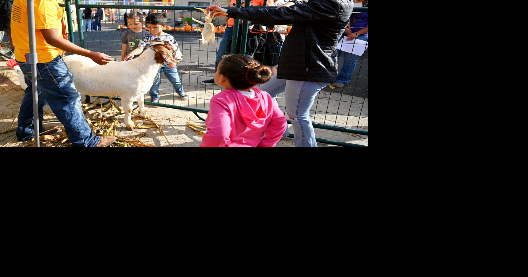 Kindergartners enjoy Righetti FFA Kinderpatch Friday morning | Photos ...