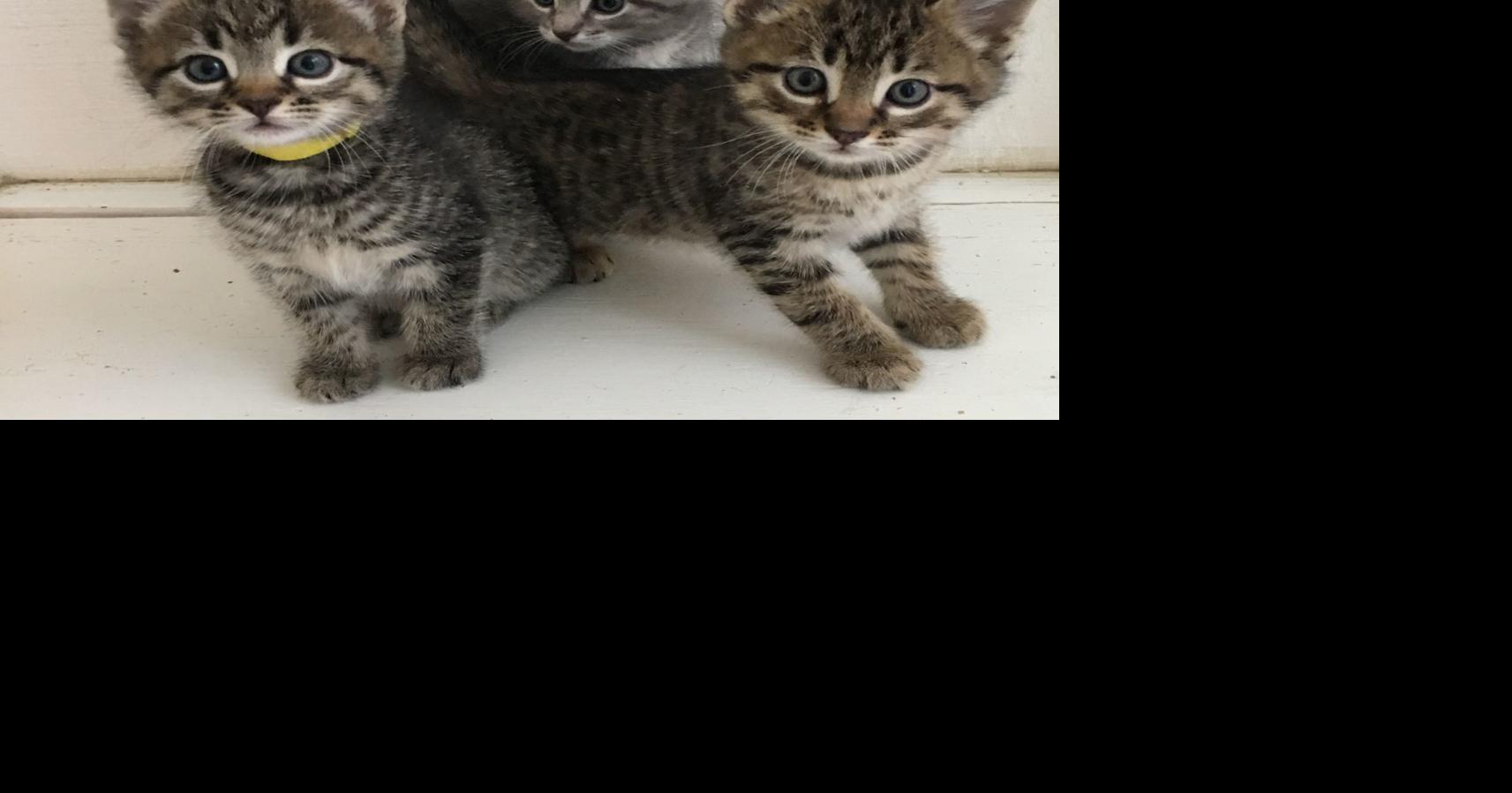 VIVA Pet of the Week: Crista, Carly and Caleb | Pets | santamariatimes.com