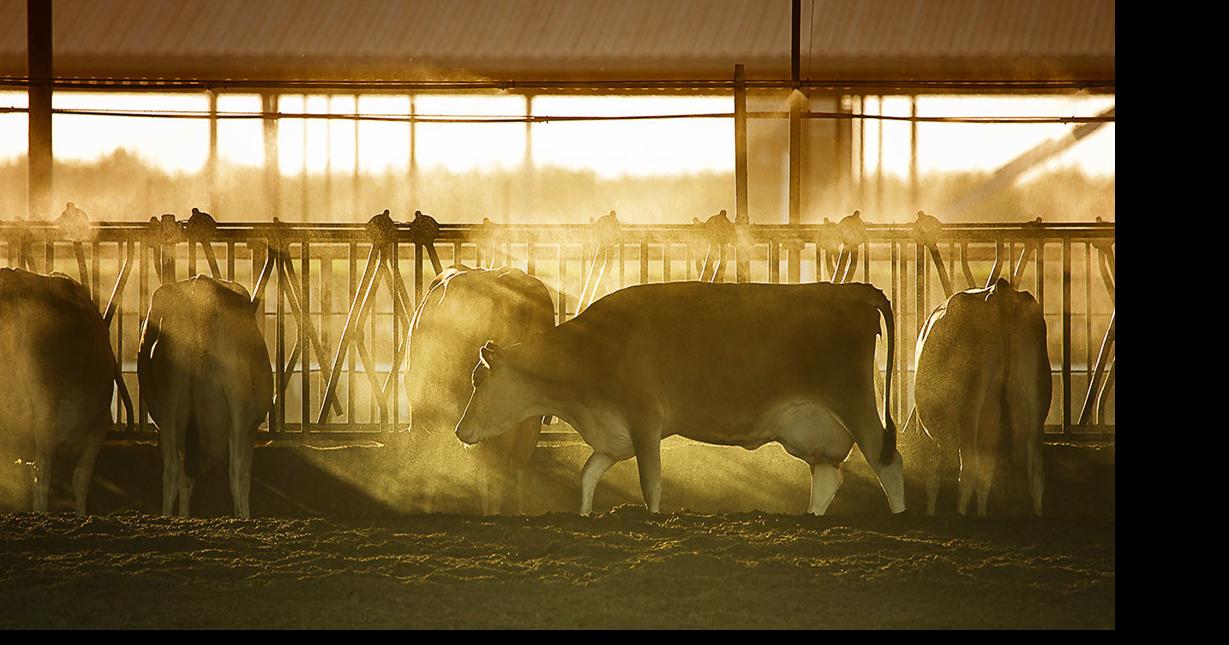 Santa Maria Camera Club announces competition winners | Lifestyles ...