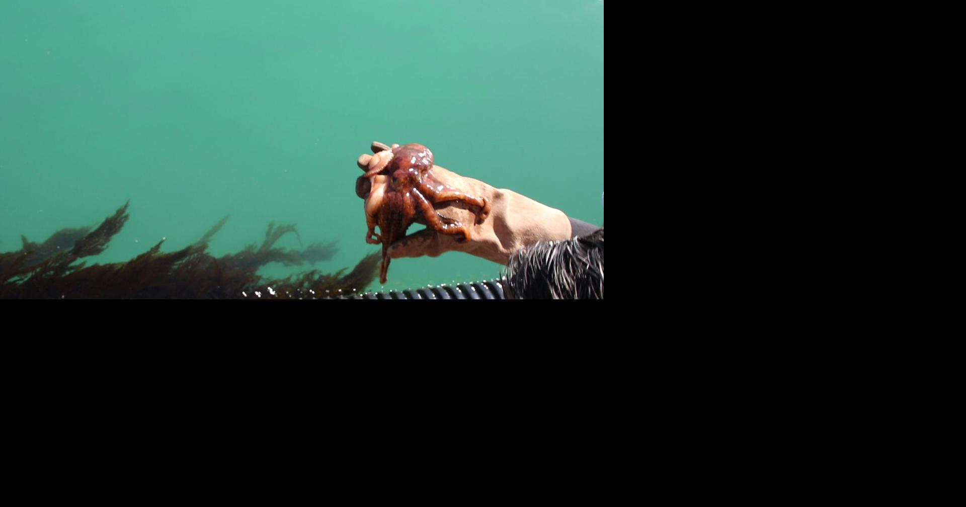 Octopus released during underwater garbage cleanup | Local News ...