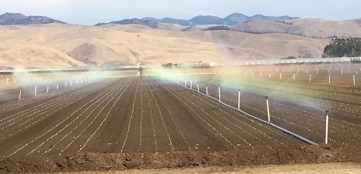 Santa Barbara County’s crop value up 5% in 2019, according to annual ...