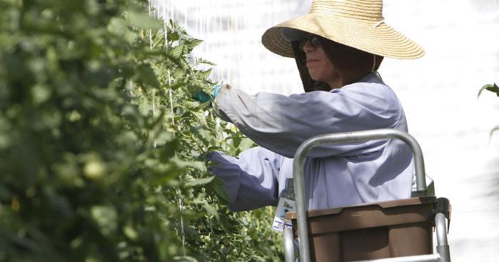 SM grower sued by former employees | Local News | santamariatimes.com