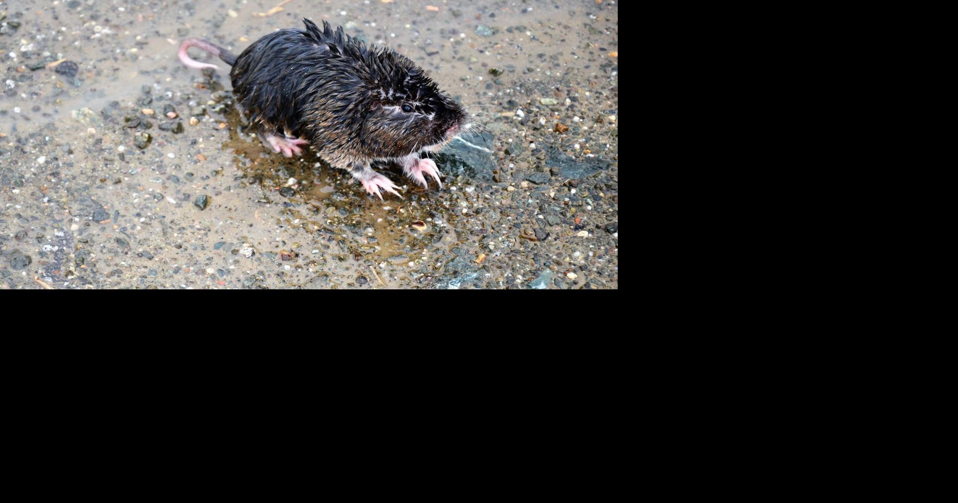 Are we in a gopher population explosion? | John Lindsey | John Lindsey ...