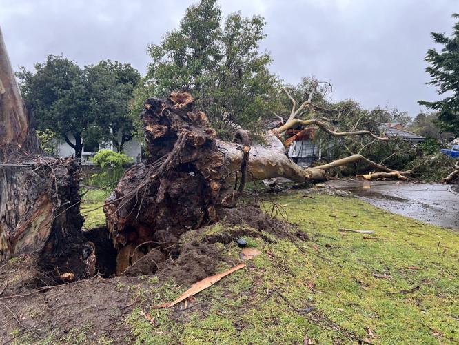 Large eucalyptus tree falls into Orcutt home | Local News ...