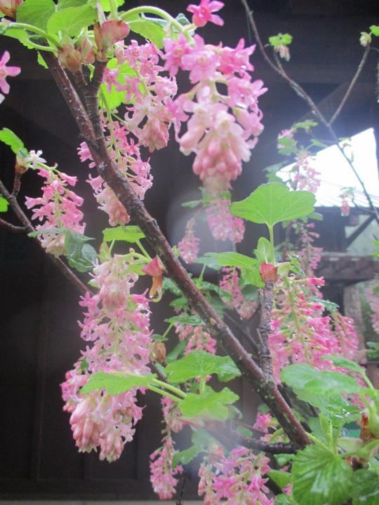 Highlight: Pink flowering currant | Columnist | santamariatimes.com