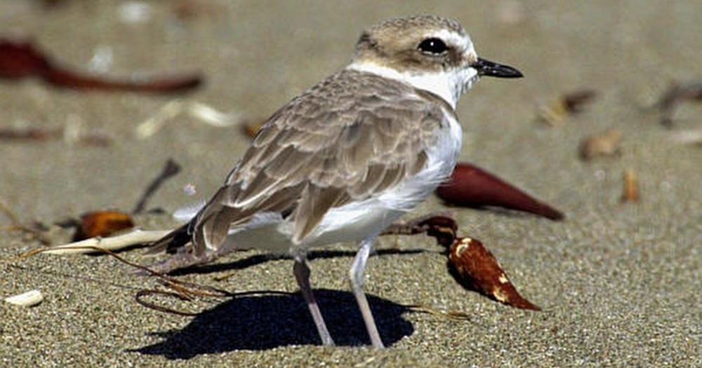 Western snowy plover restrictions in effect at Vandenberg beaches ...