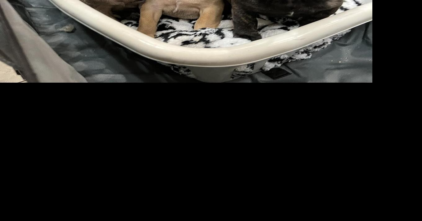 The top dog of 2023 — and its health concerns | Ask Dr. Kait ...