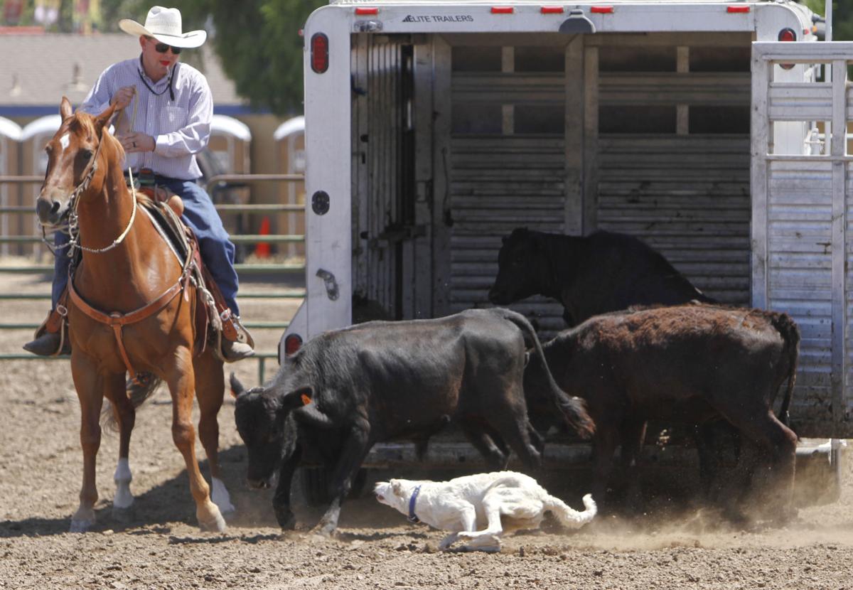 Canine herding skills on trial at County Fair | | santamariatimes.com