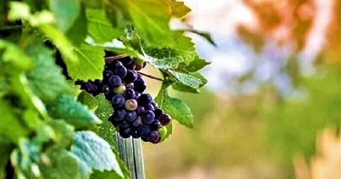 Moving, wine grape harvest and autumn color our days at the vineyard ...
