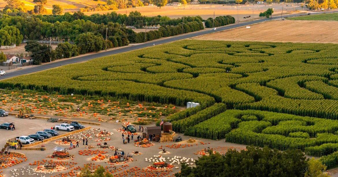 Solvang pumpkin patch crops up with loads of gourds, 14-acre corn maze ...