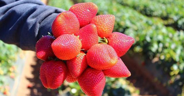 Annual Santa Maria Strawberry Field Day going virtual this year | Local ...