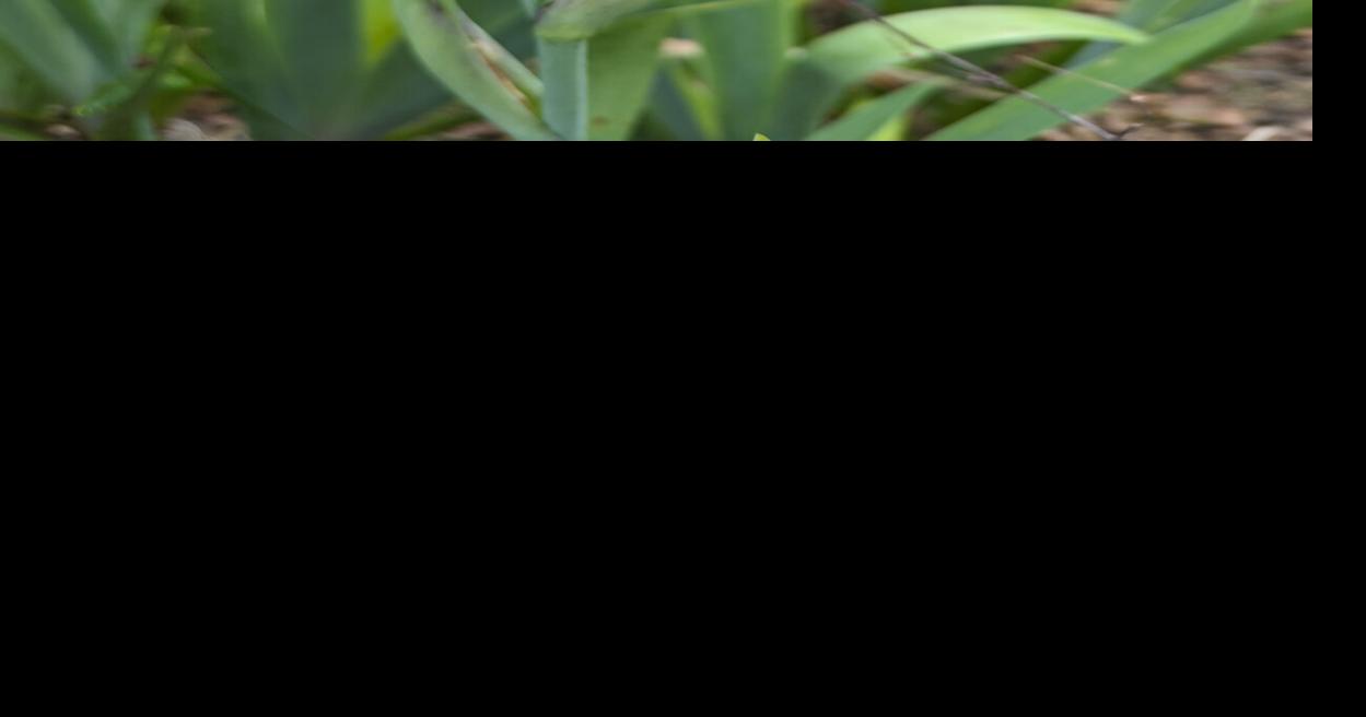 Deadheading redirects resources for growth | Tony Tomeo | Home & Garden ...