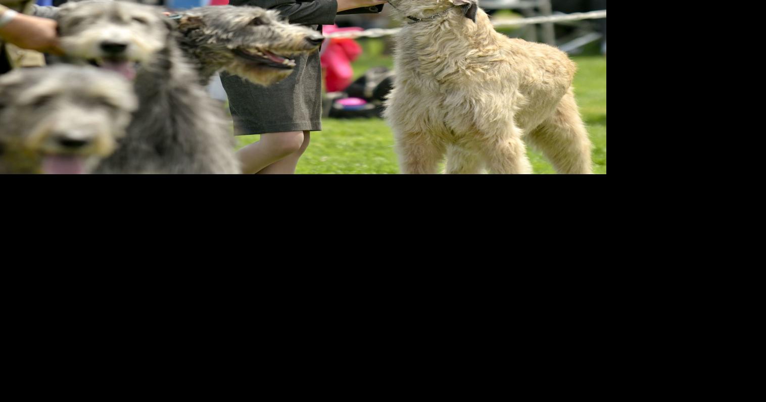 Photos: Lompoc dog show opens at Ryon Park | Local News ...