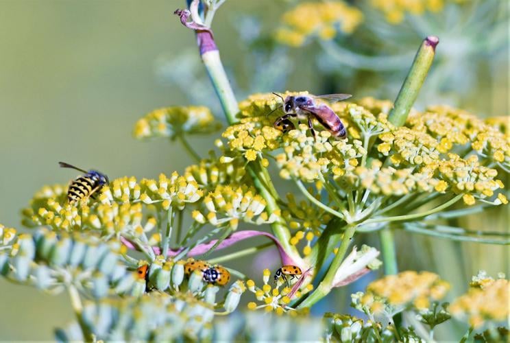 fennel flower