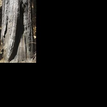 Dan Walters: How should California confront wildfire threat? | State ...