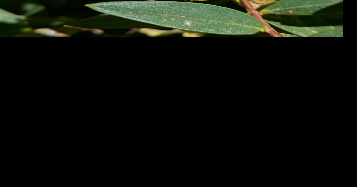 Aridity is opposite of humidity | Tony Tomeo | Home & Garden ...