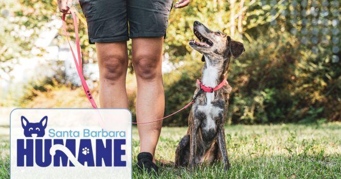 Santa Barbara Humane expands dog training to Bob Orach Park ...