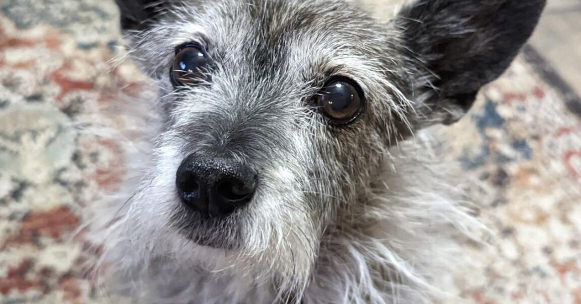 Here's what to do if your dog has seizures | Ask Dr. Kait ...