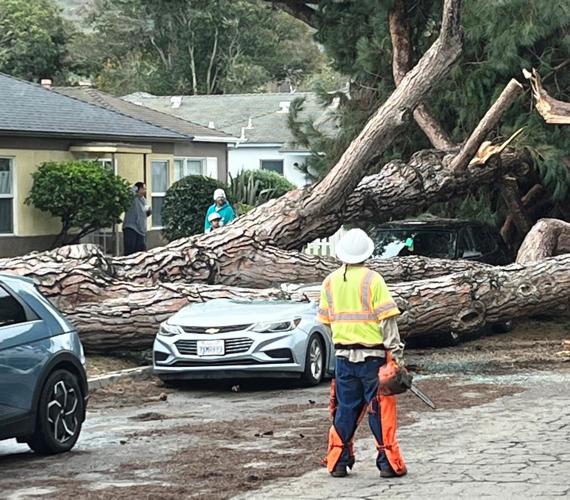 Historic stone pine tree in Lompoc falls due to rain, damages parked ...